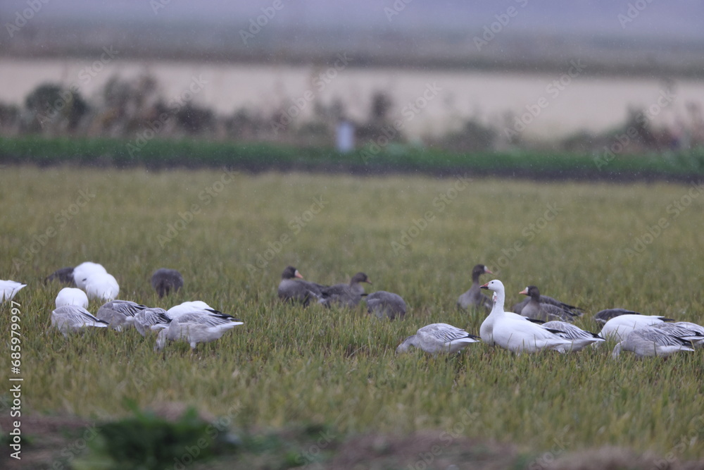 The snow goose (Anser caerulescens) is a species of goose native to ...