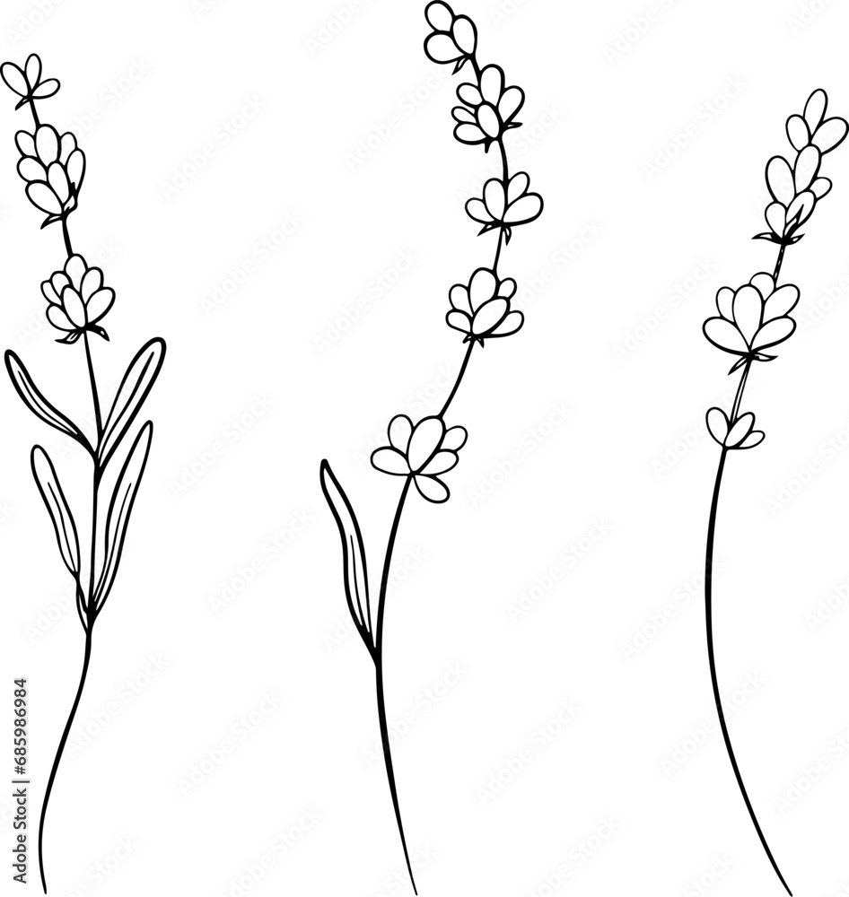 Set of Lavender flower line art drawing. Hand drawn black ink sketch ...