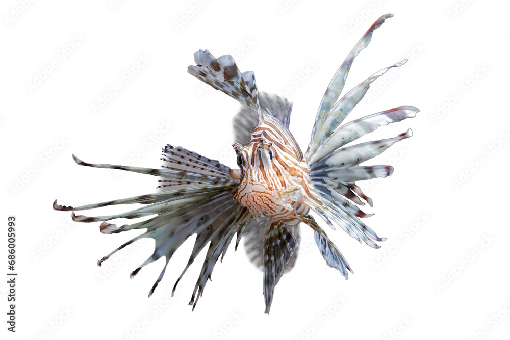 Beautiful dwarf lionfish on isolated background, Dwarf lionfish closeup ...