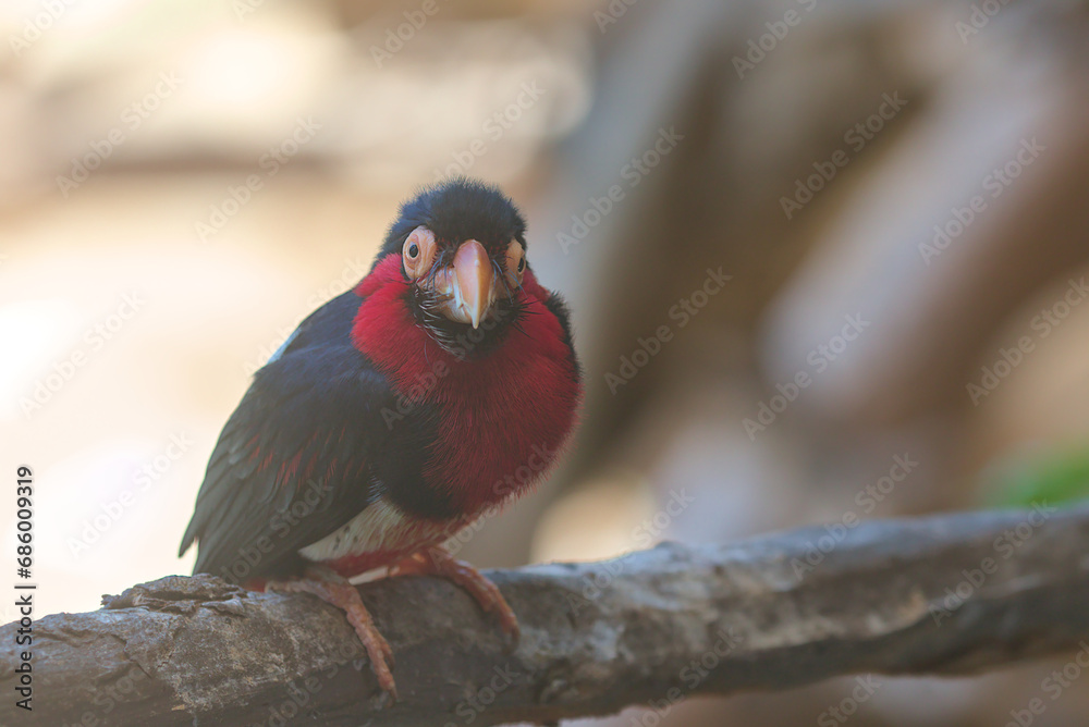 Bearded Barbet - African Barbet sitting on a branch. Barbets are near ...
