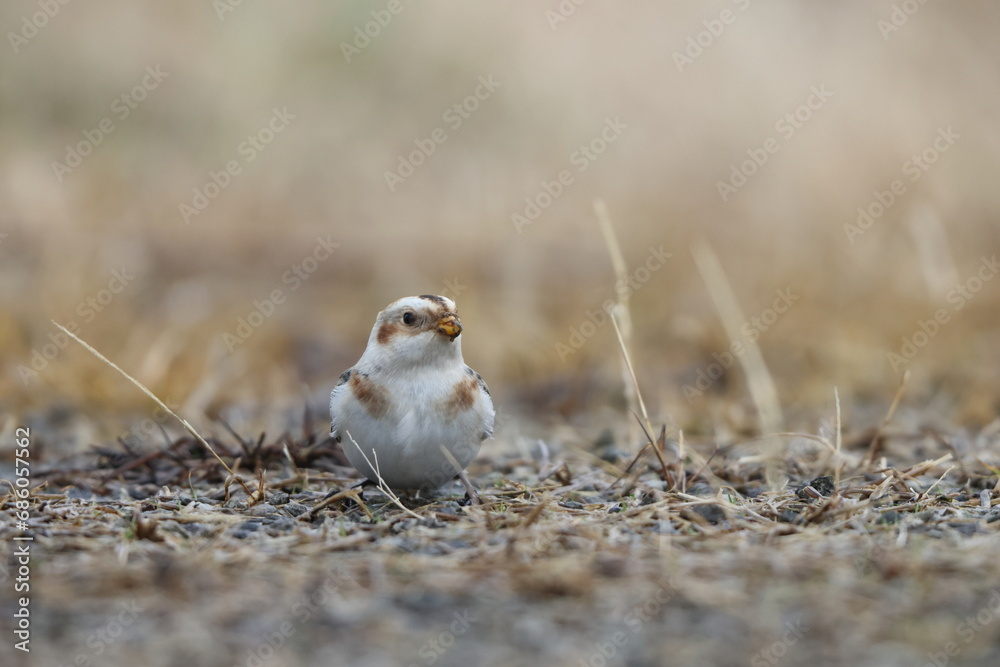 Snow bunting (Plectrophenax nivalis) is a passerine bird in the family ...