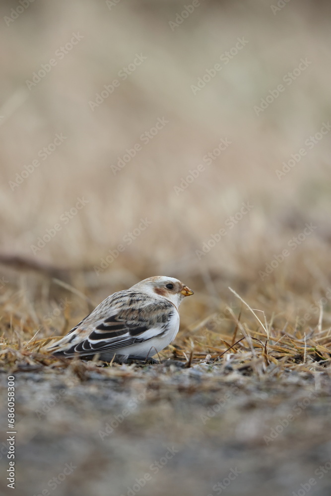 Snow bunting (Plectrophenax nivalis) is a passerine bird in the family ...
