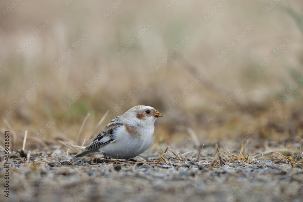 Snow bunting (Plectrophenax nivalis) is a passerine bird in the family ...