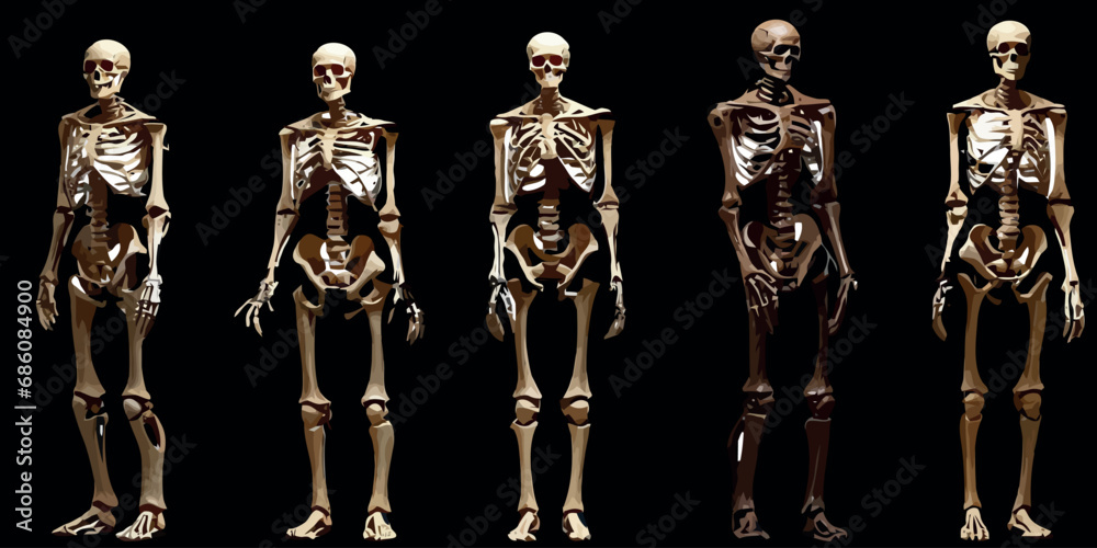 Vetor do Stock: Human skeleton, vector illustration, anatomically ...