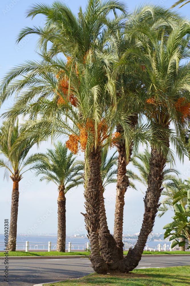 France, Nice. October 2023. Palm trees, Nice embankment. Picturesque ...
