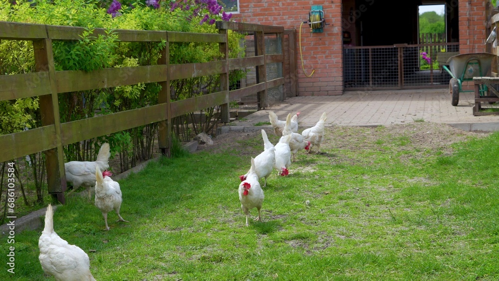 chickens in a private backyard. Raising chickens on a private farm ...