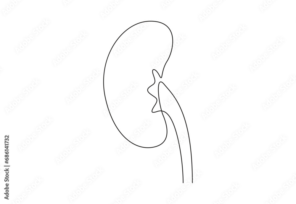 Simple continuous one line drawing human kidney. One kidney. Isolated ...