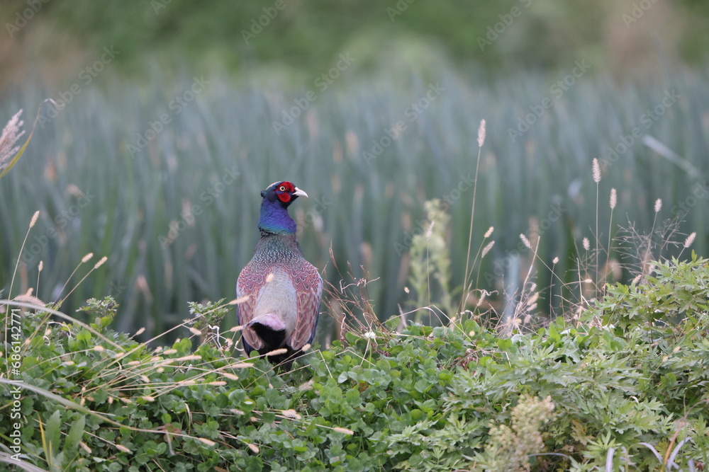 The green pheasant (Phasianus versicolor), also known as the Japanese ...