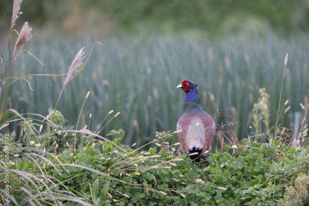 The green pheasant (Phasianus versicolor), also known as the Japanese ...