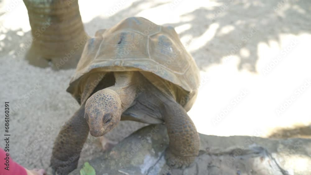 POV shot of boy's hand patting Aldabra giant tortoise head - one of the ...