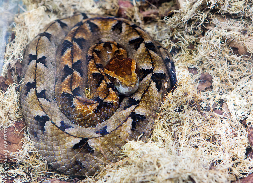 Malayan Pit Viper. It can be called the most dangerous snake in ...