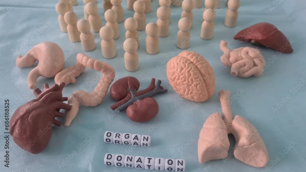 Transplantation of human internal organs and word organ donation. Human ...