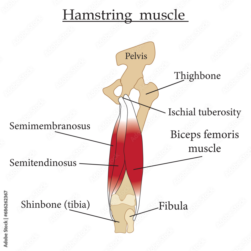 Hamstring muscle diagram. Educational content for biology and medicine ...