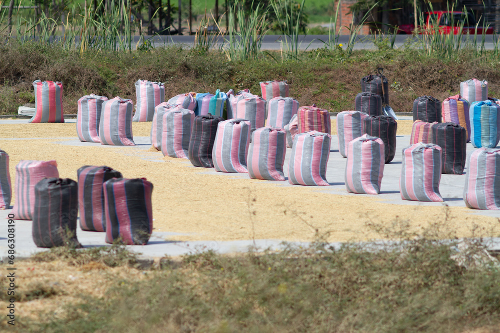 sacks of grain that has been sun dried on an outdoor concrete slab are ...