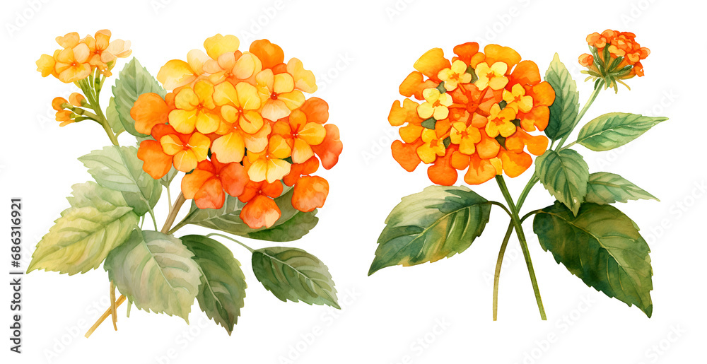 Lantana Flower, watercolor clipart illustration with isolated ...
