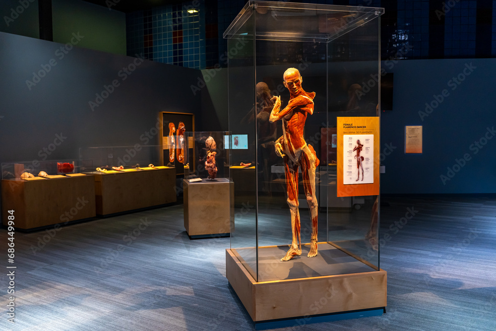 Body Worlds Decoded at Tech Museum in San Jose. The Tech Interactive ...
