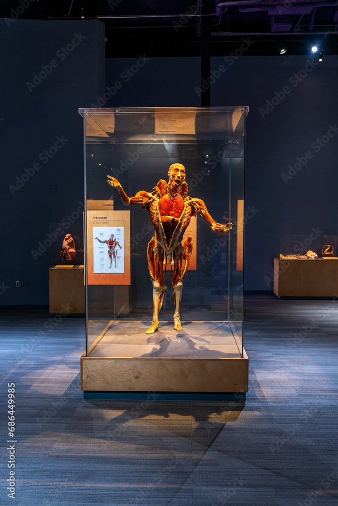 Foto de Body Worlds Decoded at Tech Museum in San Jose. The Tech ...