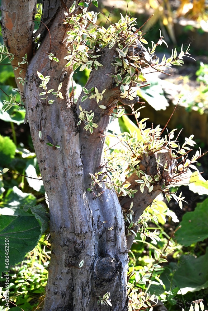Variegated Myrtle (Myrtus communis) ‘Variegata’. Myrtaceae evergreen ...