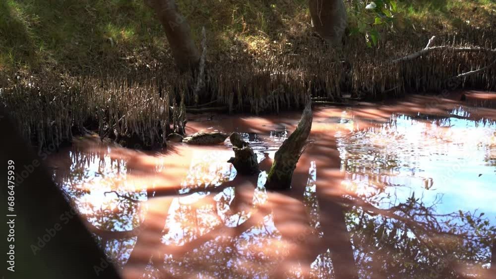 Dabbling duck grey teal (anas gracilis) spotted in the high salinity ...