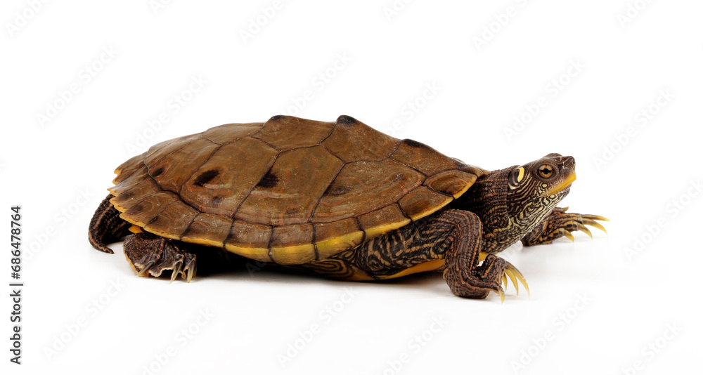 Sabine-Höckerschildkröte // Sabine Map Turtle (Graptemys sabinensis ...