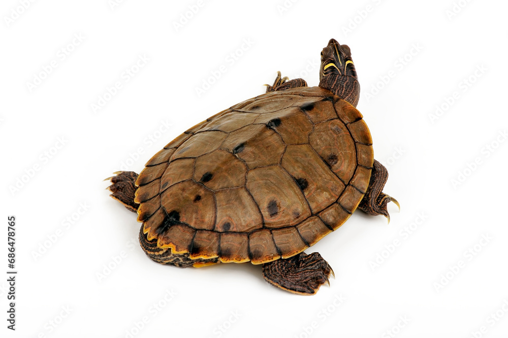 Sabine Map Turtle // Sabine-Höckerschildkröte (Graptemys sabinensis ...