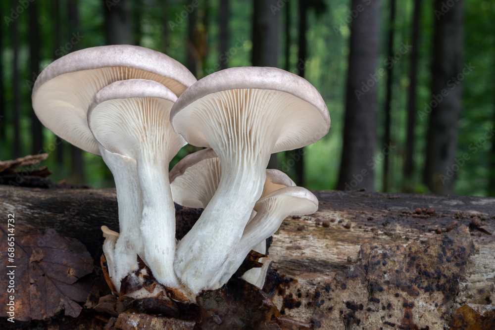 Edible Indian oyster mushrooms (Pleurotus pulmonarius) in the forest ...