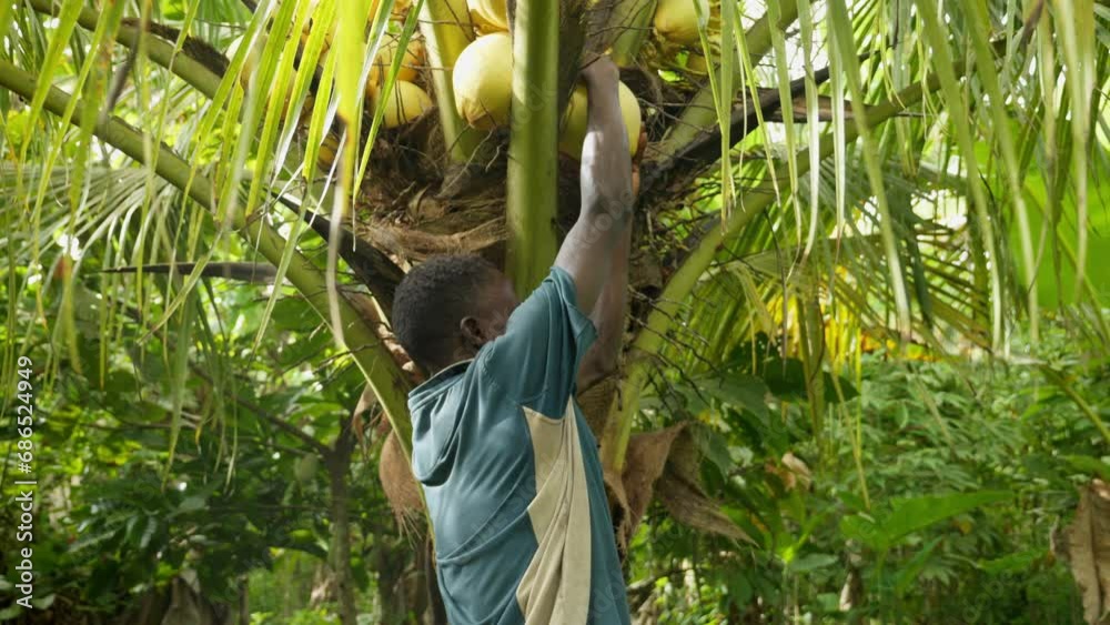 black male african guy harvesting a coconut from the palm tree with the ...
