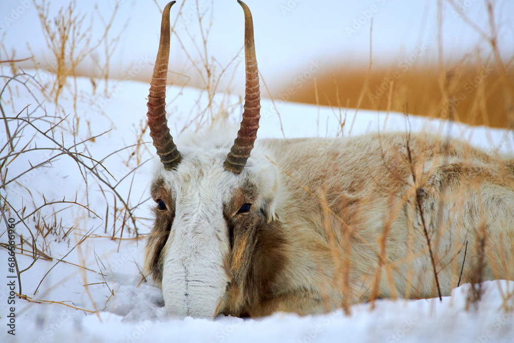 Saiga antelope male. Saiga antelope close-up. The saiga antelope (Saiga ...