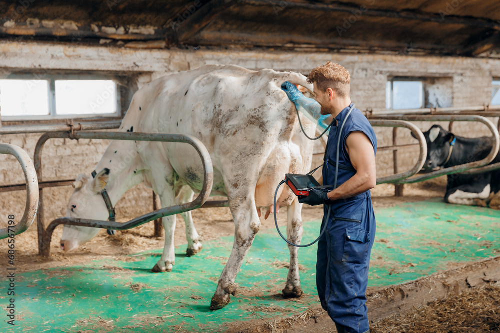 Farmer vet doctor young man use ultrasound device for rectal checking ...