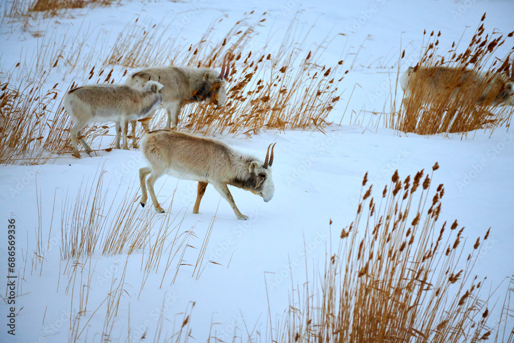 Saiga antelope grazing in the steppe. Saiga antelope or Saiga tatarica ...