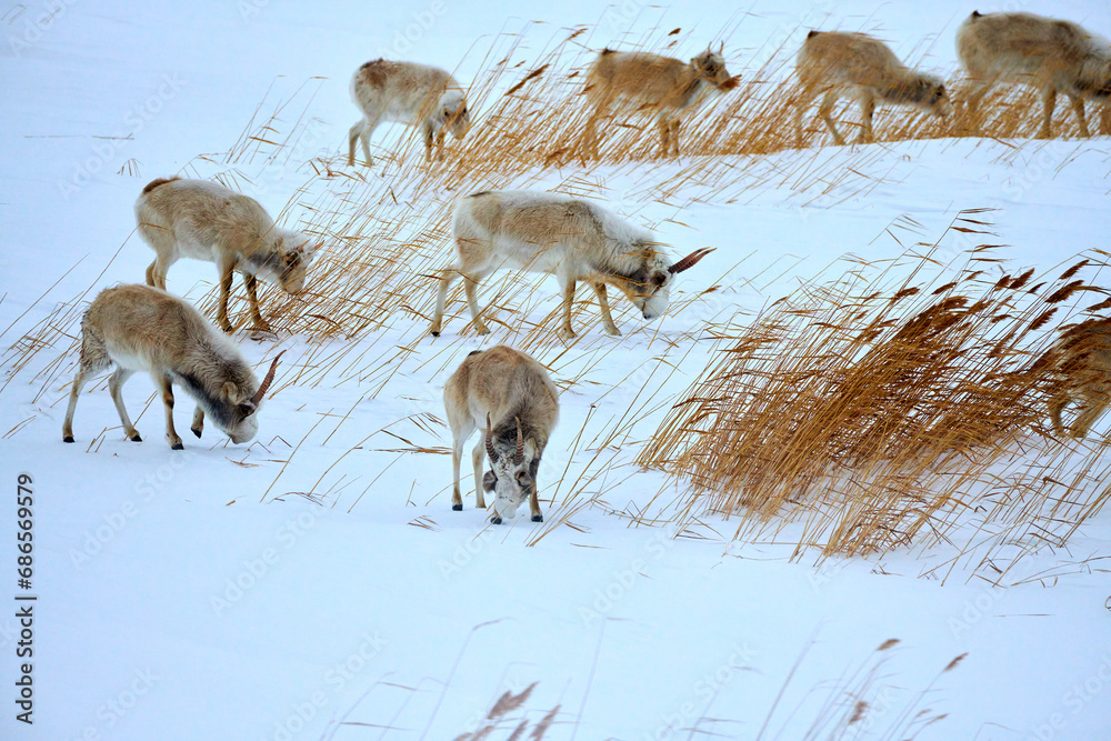 Saiga antelope grazing in the steppe. Saiga antelope or Saiga tatarica ...
