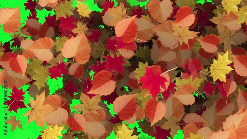 Autumn Leaves Flying On Green Screen Background, Maple Leave Flying On ...