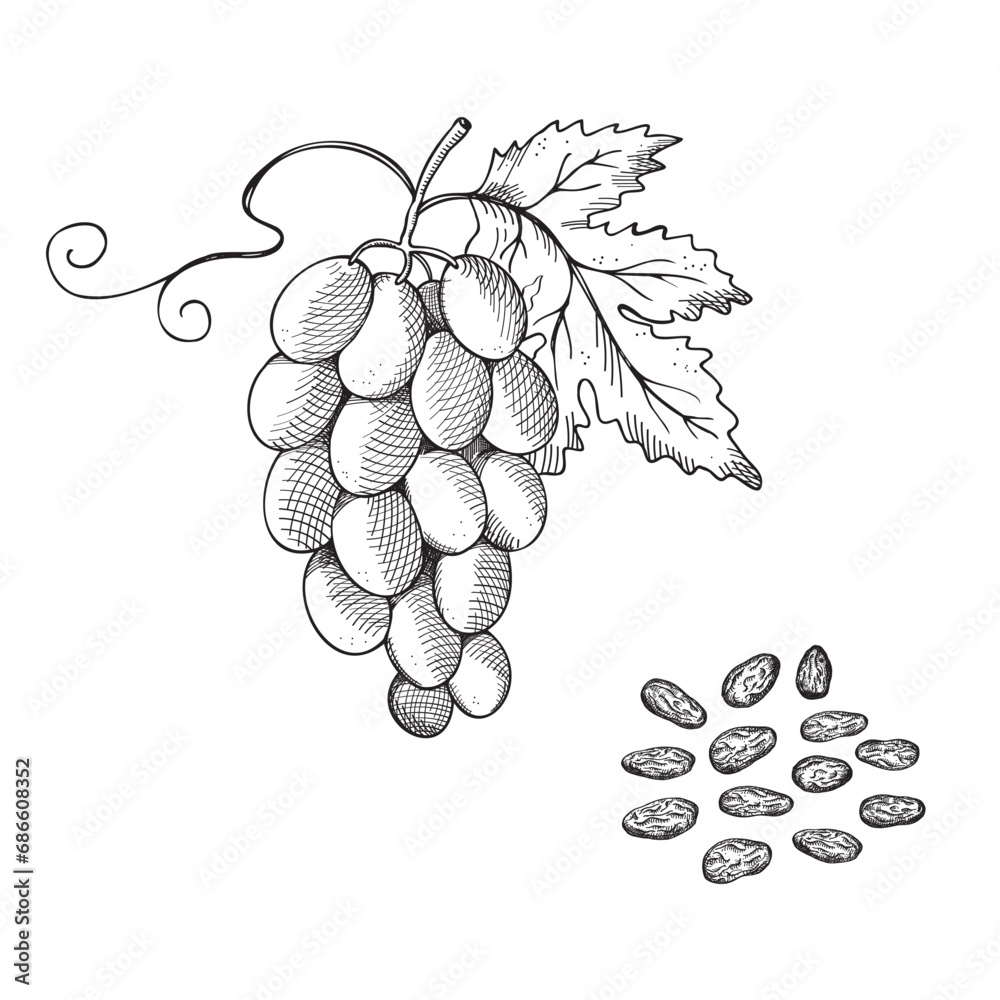 Raisin grapes hand drawn vector illustration. Engraved drawing ...