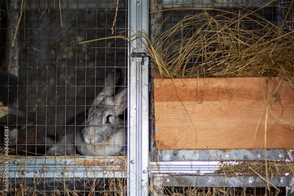 A captive gray rabbit laying in a metal cage behind bars with hay ...
