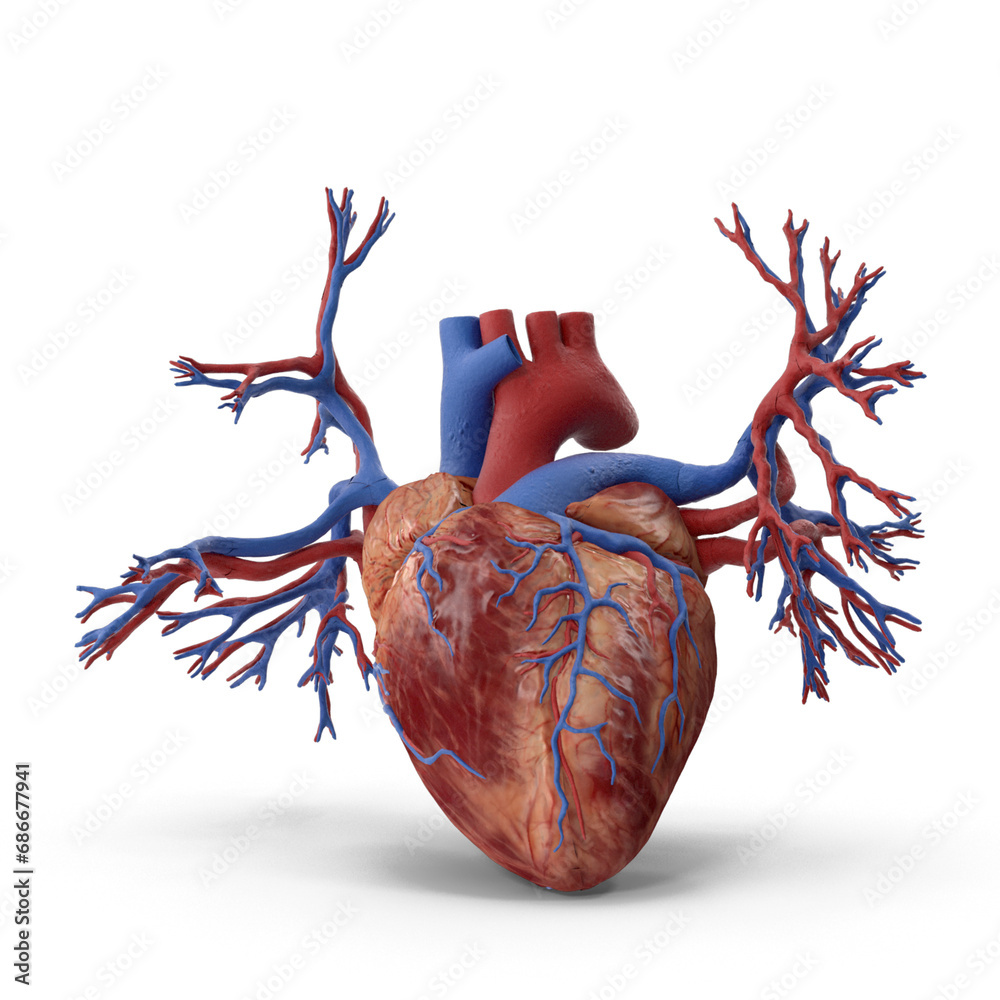 Human Heart and Bronchi System 3D Modeling PNG File Realistic Human ...