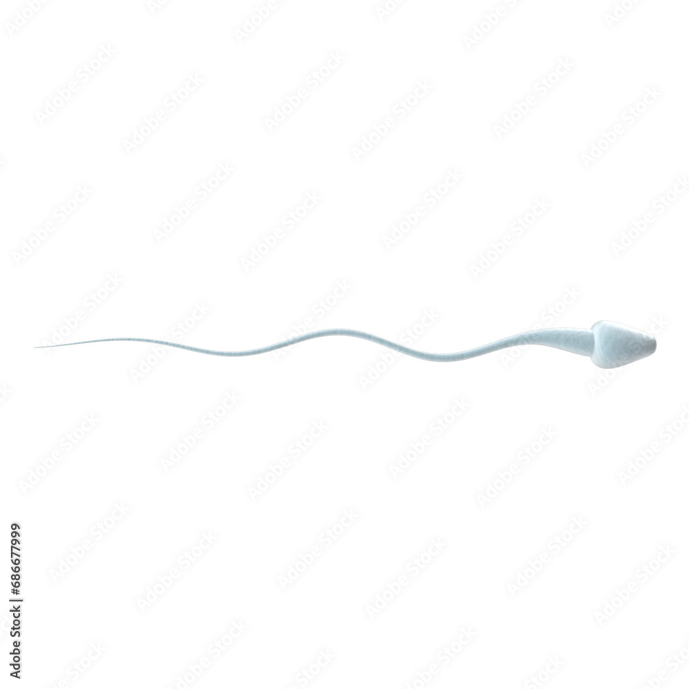 Realistic 3D Model of Human Sperm Cell - High-Quality PNG File Stock ...