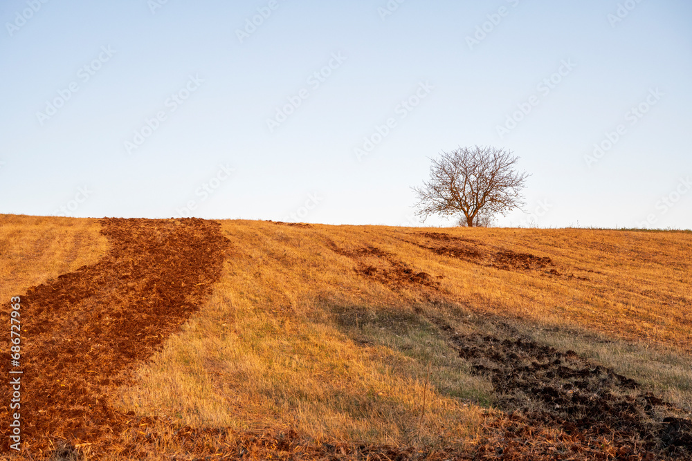 One big tree on the horizon line above the corn and wheat fields. Clear ...