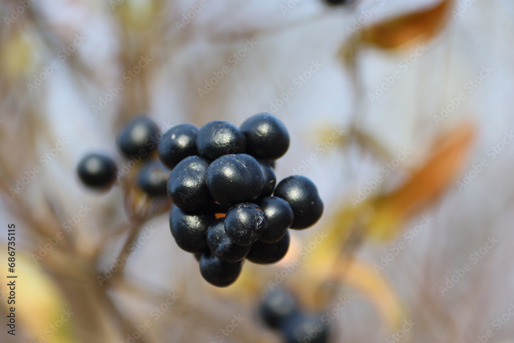Sweden. Ligustrum vulgare (wild privet, also sometimes known as common ...