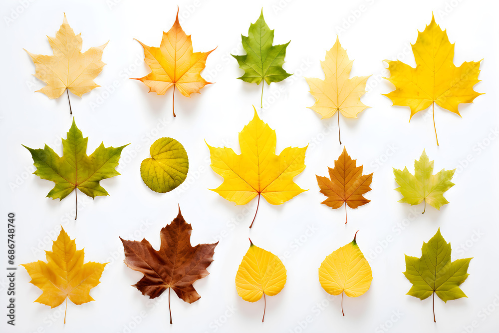 Set of photos of leaves, autumn, various types of leaves, white ...