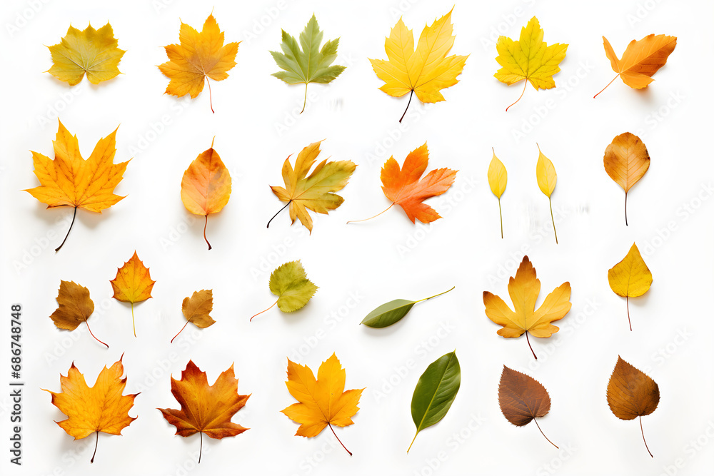 Set of photos of leaves, autumn, various types of leaves, white ...