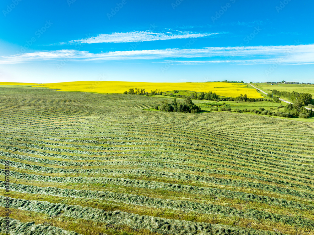 Aerial view of a green cut field with a flowering canola field in the ...