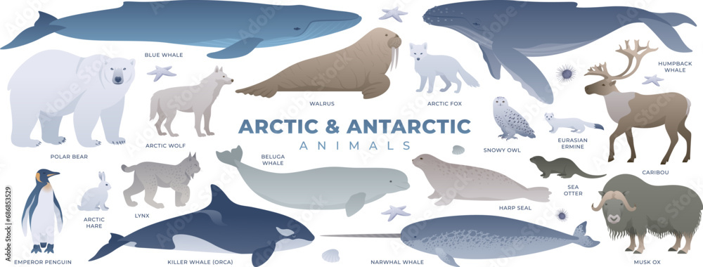 Arctic and antarctic animals set. Minimalistic vector illustrations of ...