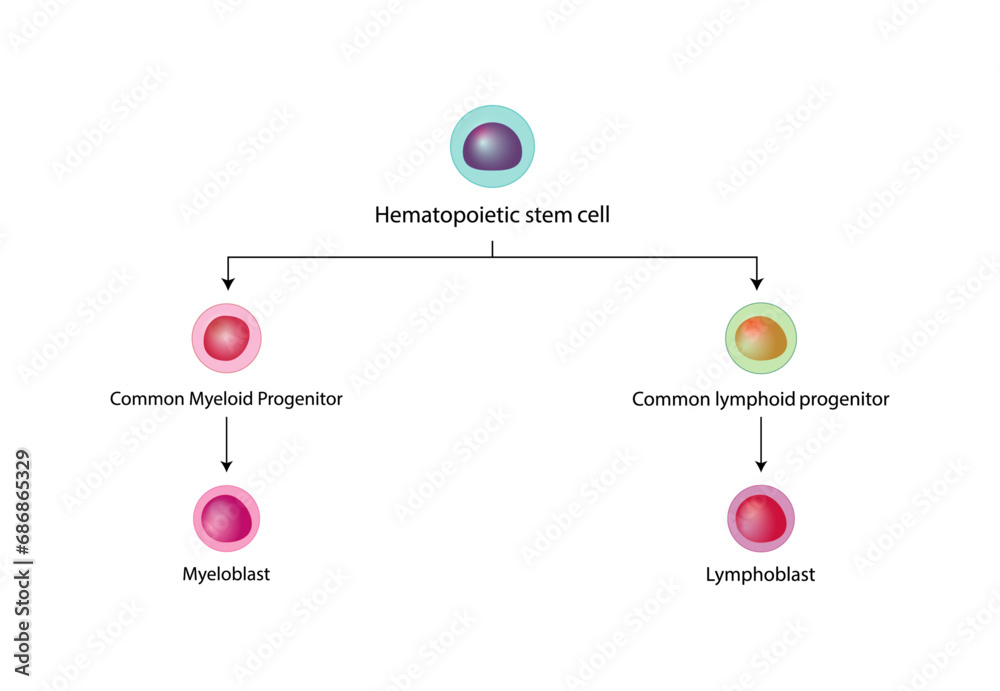 Hematopoiesis, stem cell, common myeloid and lymphoid progenitor cells ...
