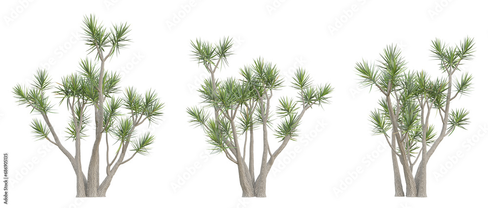 Evergreen tree of yucca gigantea on transparent background, png plant ...