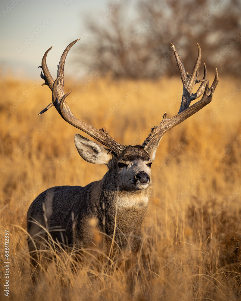 Non-typical Mule deer buck (odocoileus hemionus) standing in tall grass ...