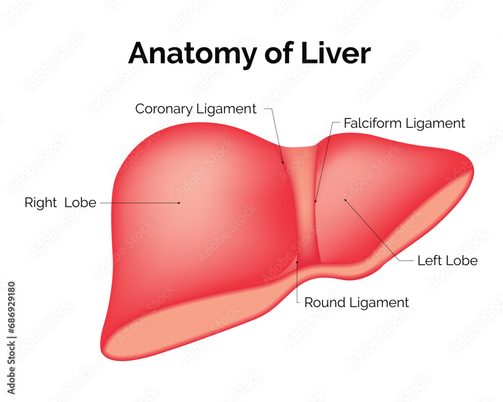 Anatomy of Liver Science Design Vector Illustration Diagram Stock ...