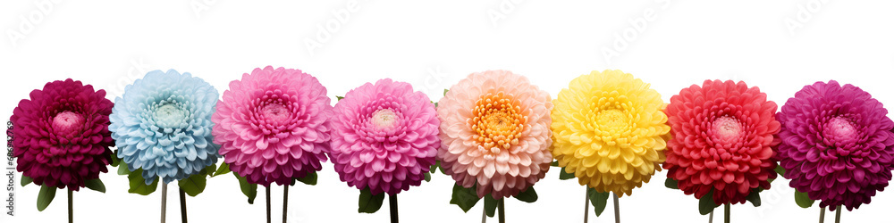 row of dahlia flowers banner isolated on transparent background ...
