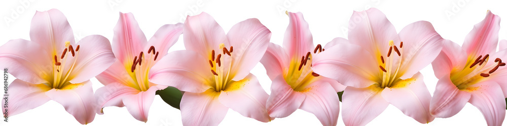 row of lily flowers banner isolated on transparent background - floral ...