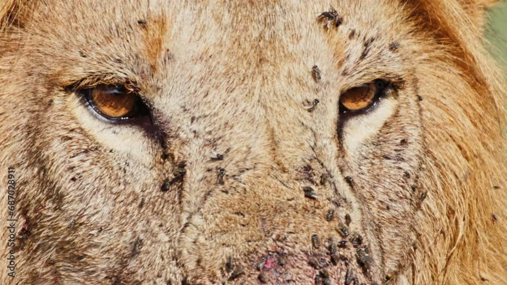 Vidéo Stock Extreme close up of a lion's (panthera leo) eyes with flies ...