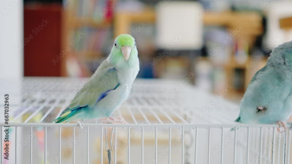 Vidéo Stock Brightly colored forpus birds live freely inside the house ...